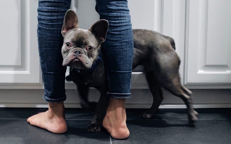 French Bulldog Cherry Eye Explained - Causes & How To Treat