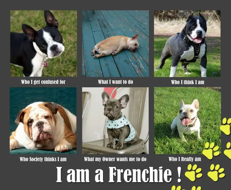 A Collection of French Bulldog Memes