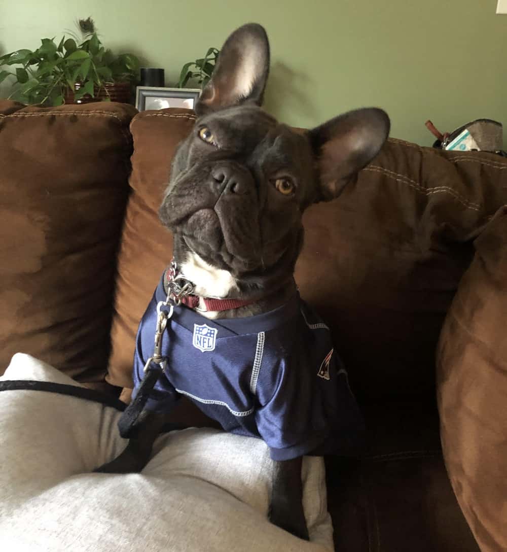 Its Game Day - What's The Best Patriots Dog Jersey