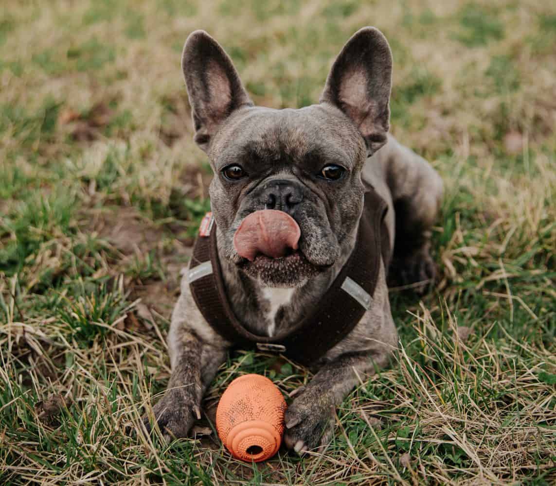 Fluffy French Bulldog - Everything You Need To Know