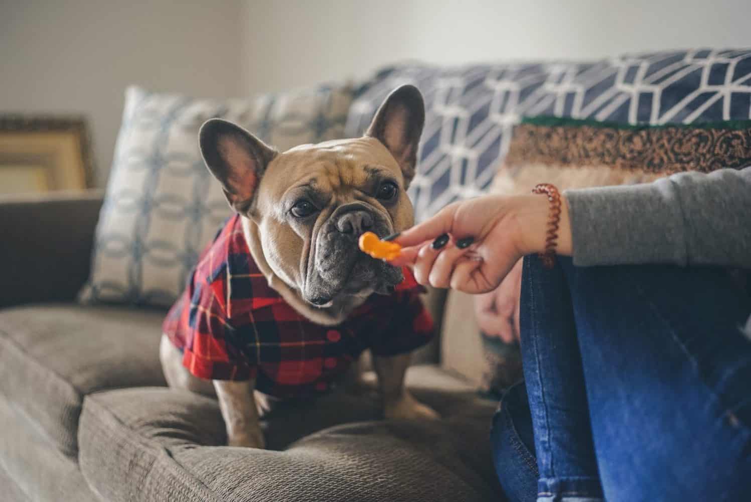5 Reasons Why Frenchies Are The Perfect Companions When Stuck At Home