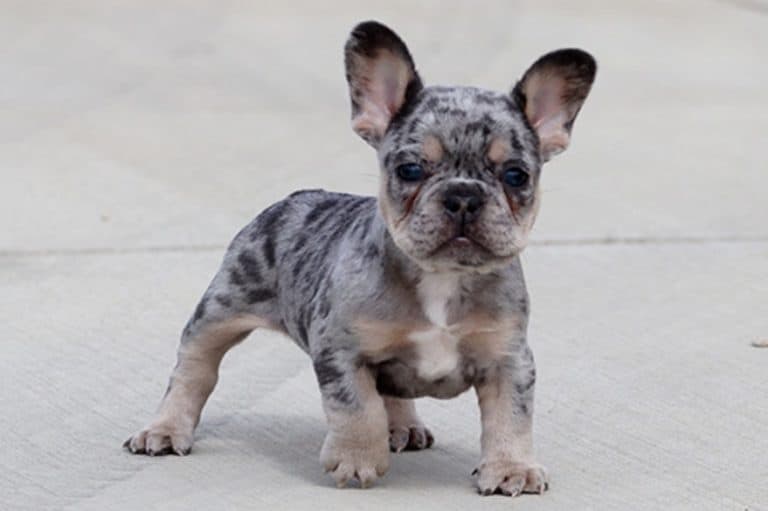 Cute French Bulldog Puppies -41 Adorable Frenchie Puppy Photos