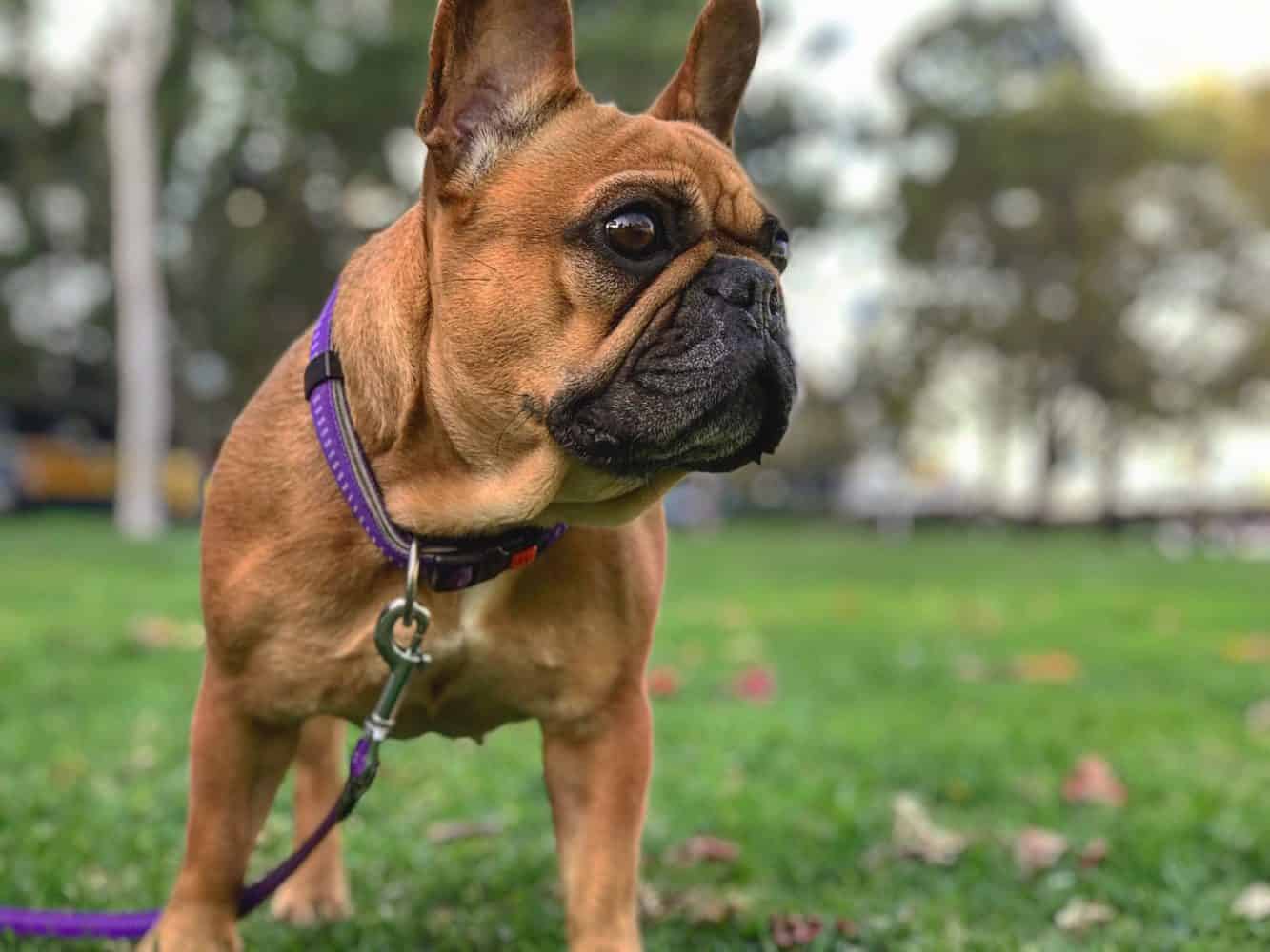 French Bulldog Cherry Eye Explained - Causes & How To Treat