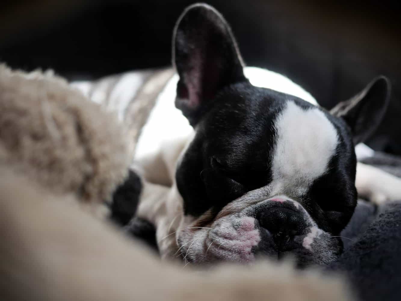 Grey French Bulldog: Everything To Know - Frenchie Journey