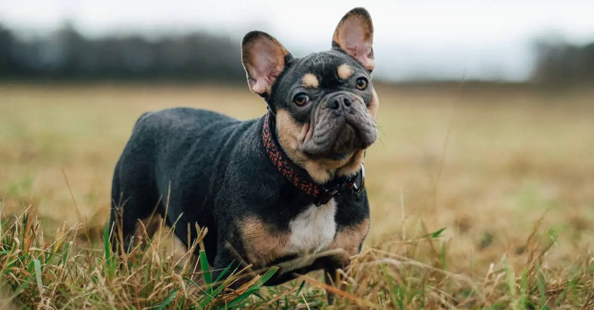 Bulldog Showdown: French Bulldog Vs English Bulldog