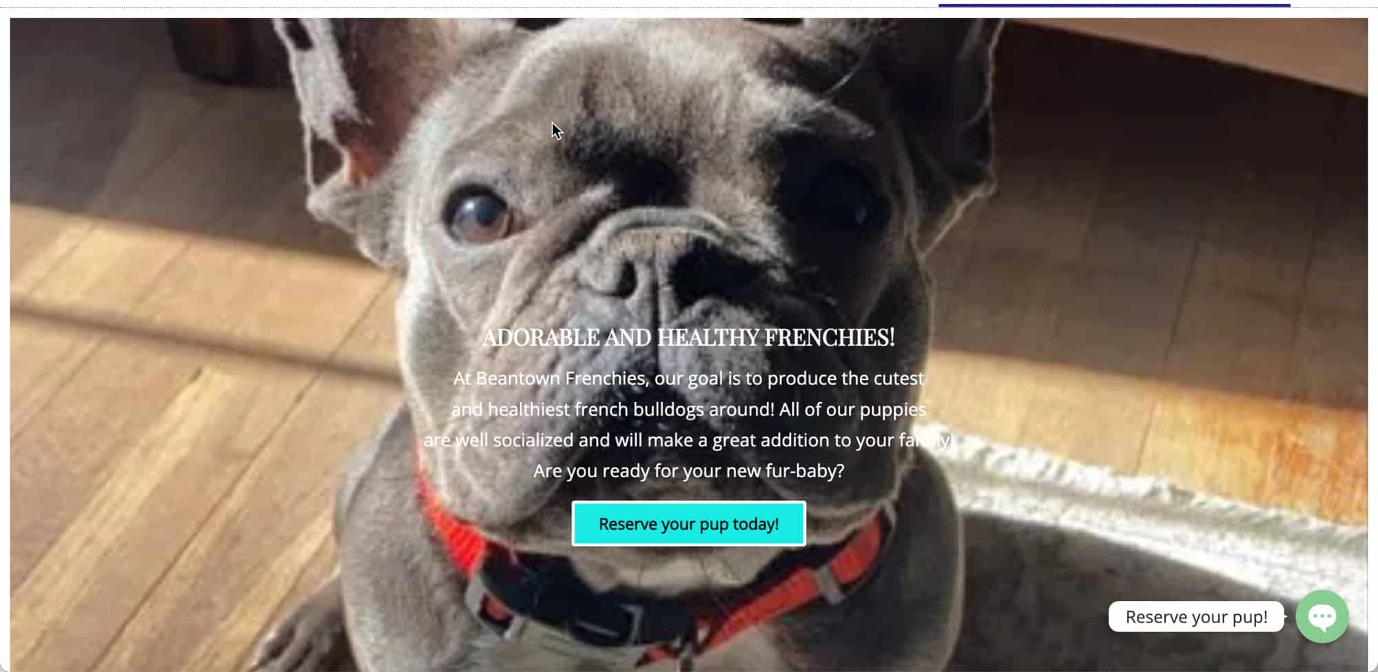 The Best French Bulldog Breeders In Massachusetts