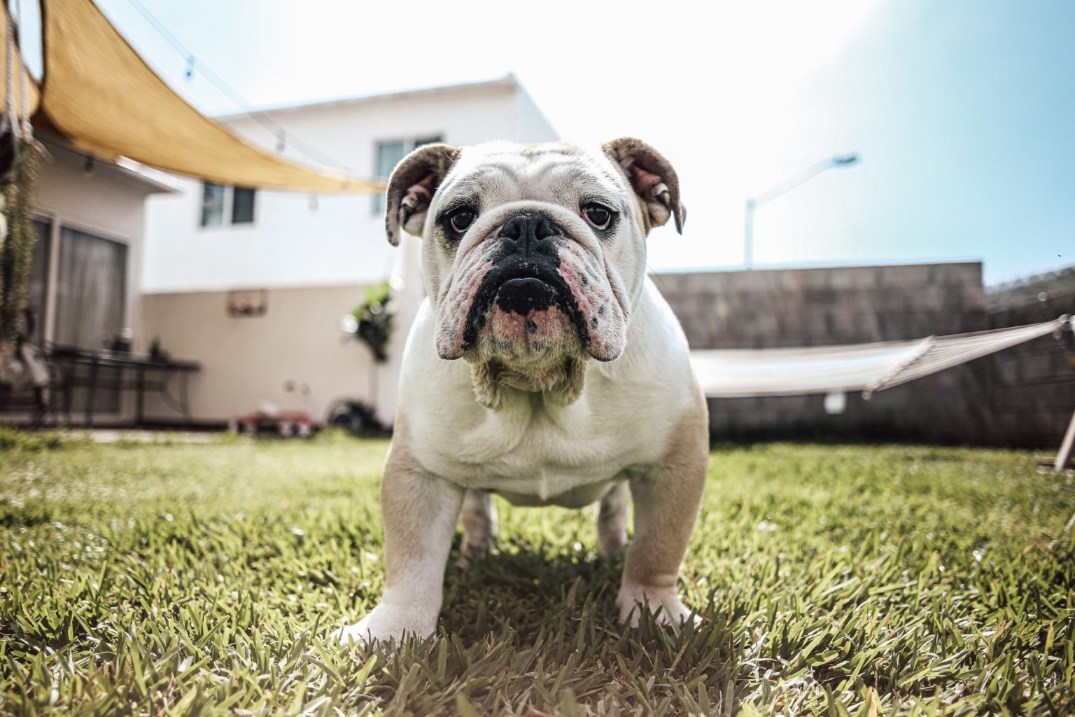 15 Types of Bulldog Breeds - The Ultimate Guide