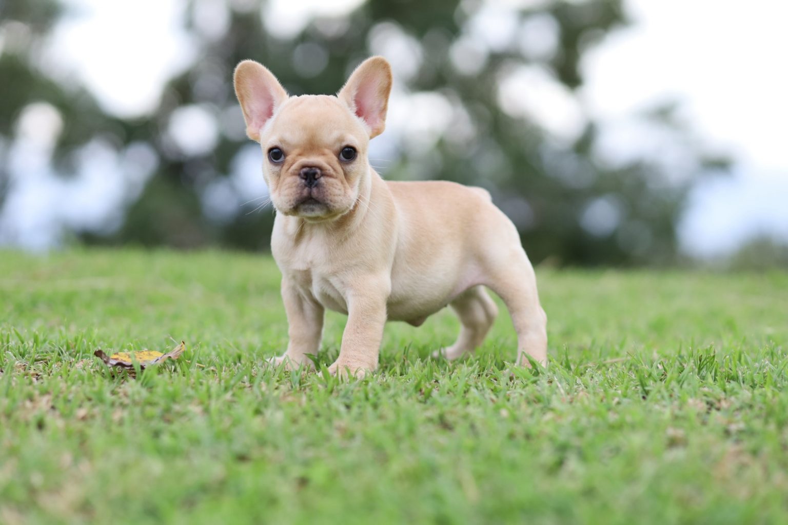 French Bulldog History: From The 18th Century To Now