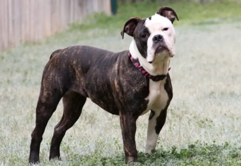 15 Types of Bulldog Breeds - The Ultimate Guide