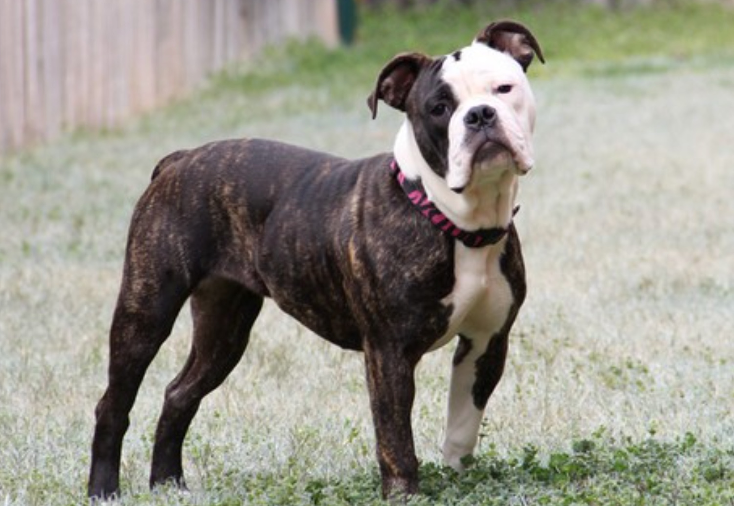 15 Types of Bulldog Breeds - The Ultimate Guide