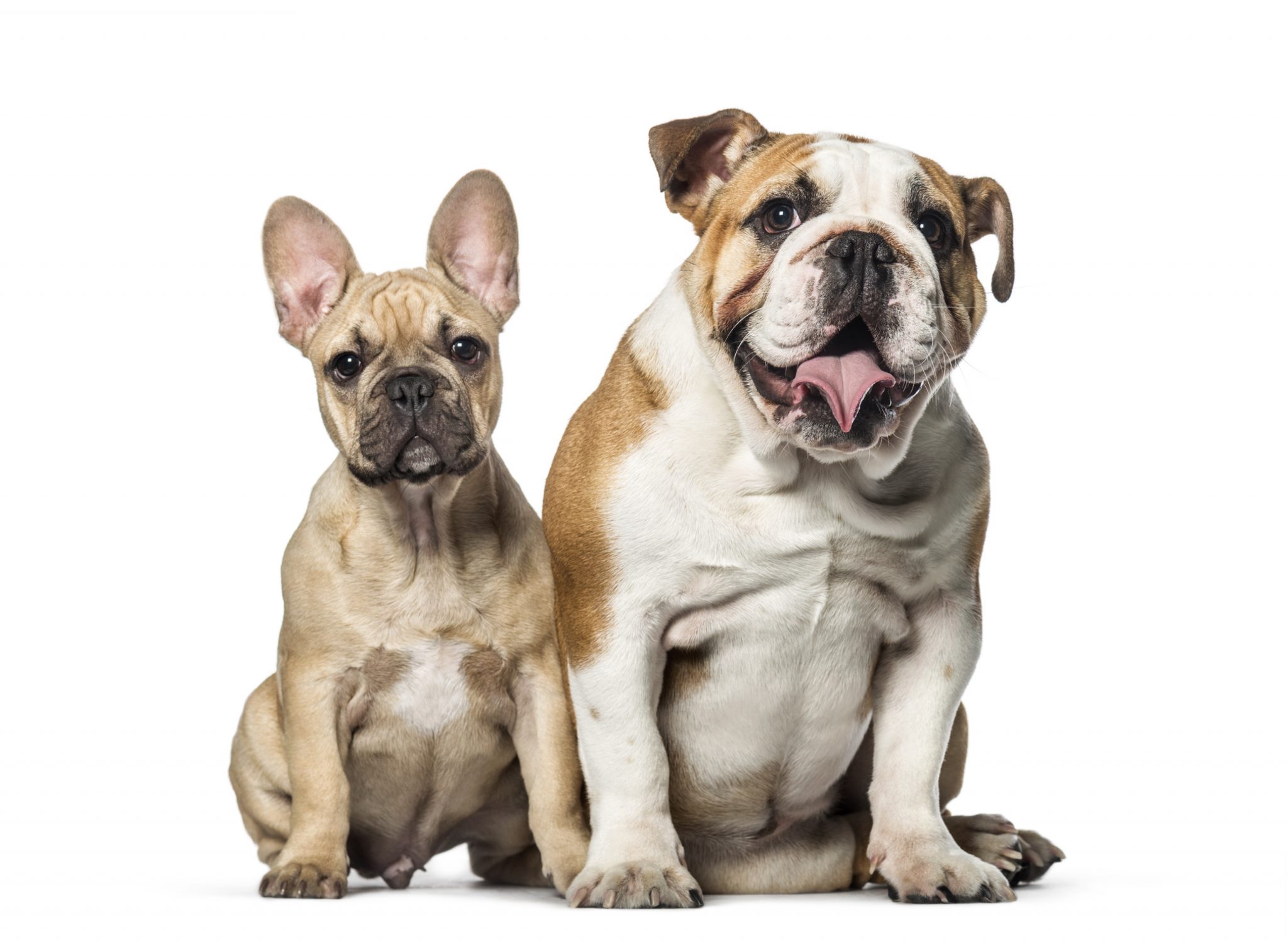 French Bulldog Cherry Eye Explained - Causes & How To Treat