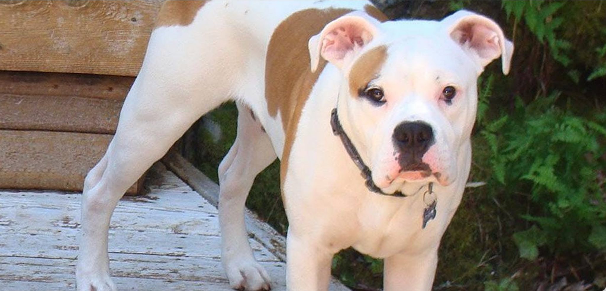 15 Types of Bulldog Breeds - The Ultimate Guide