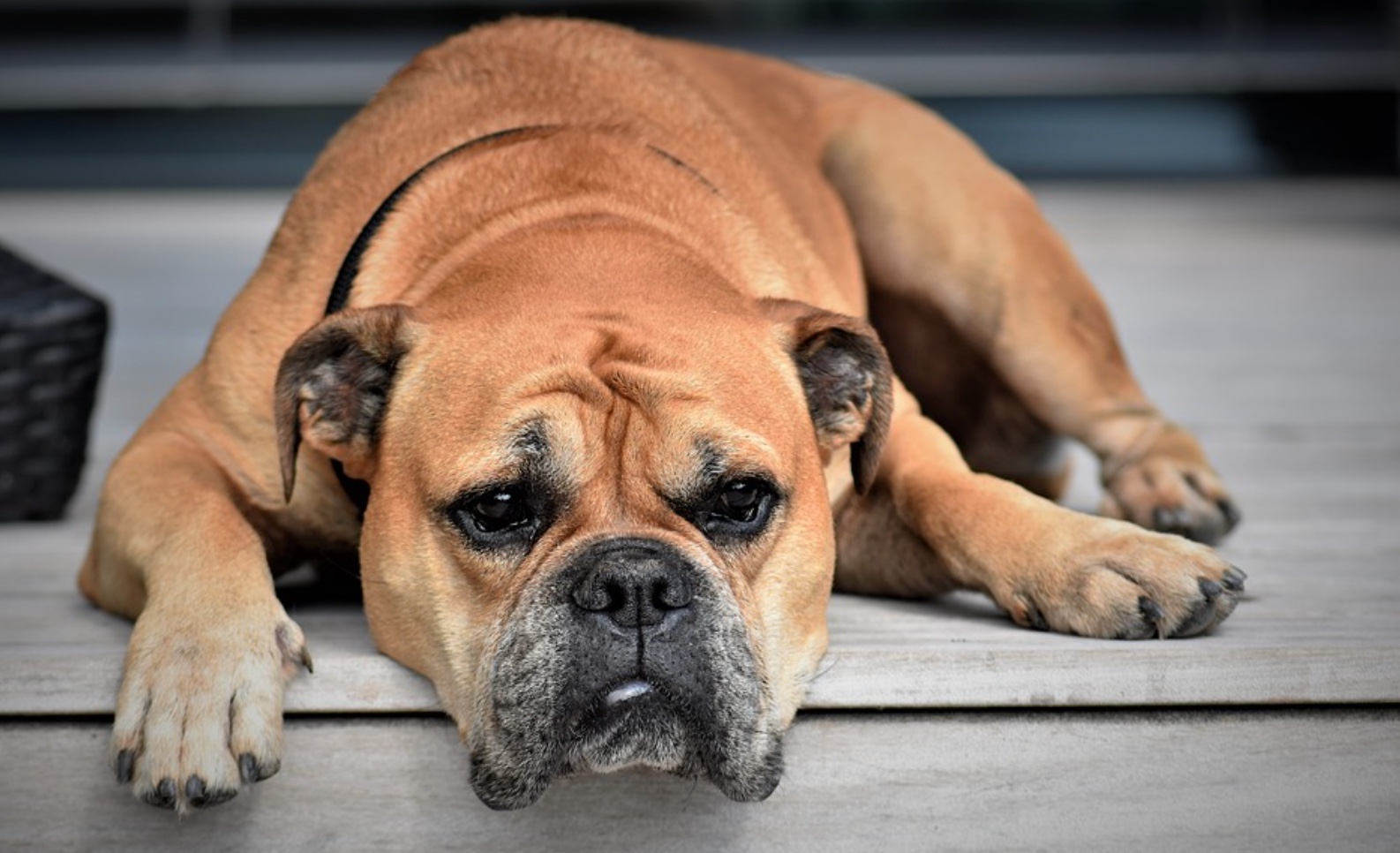 15 Types of Bulldog Breeds - The Ultimate Guide