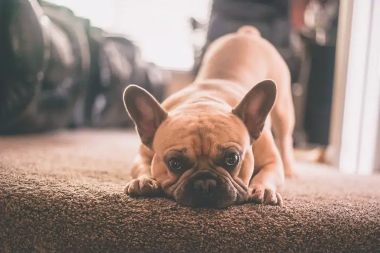 French Bulldog Zoomies Explained - Why Do They Do That?