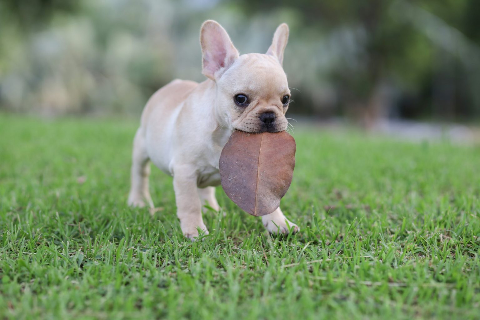 Cute French Bulldog Puppies -41 Adorable Frenchie Puppy Photos