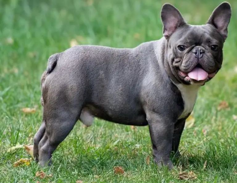15 Types of Bulldog Breeds - The Ultimate Guide