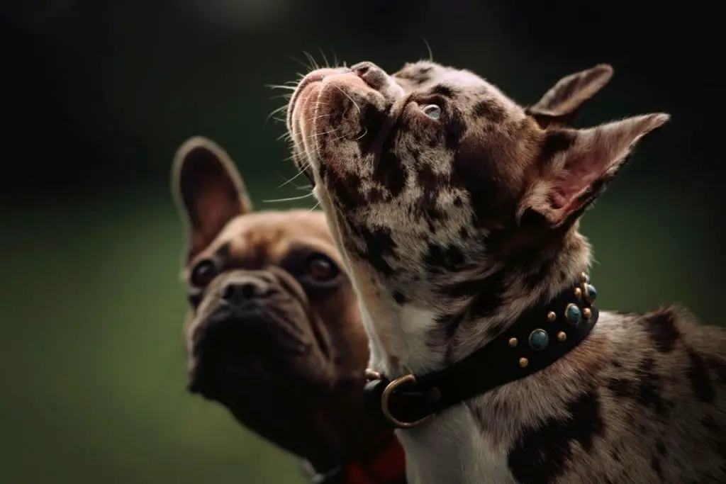 Merle French Bulldog Guide - Frenchie Journey