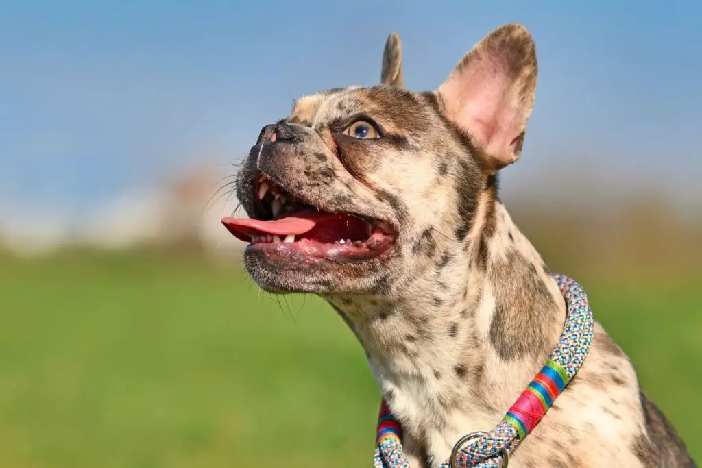 Merle French Bulldog Guide - Frenchie Journey