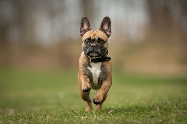 What's The Ideal French Bulldog Weight? A Helpful Guide