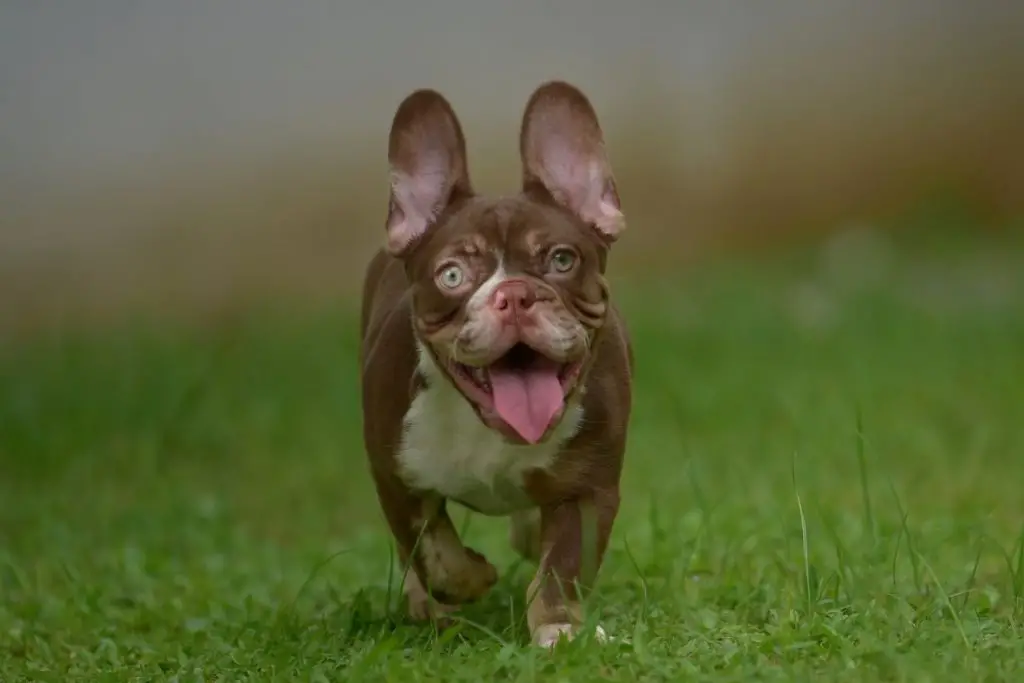 Husky French Bulldog Mix - Frenchie Journey