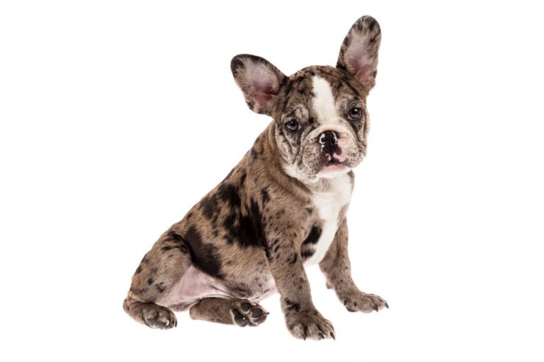 Merle French Bulldog Guide - Frenchie Journey