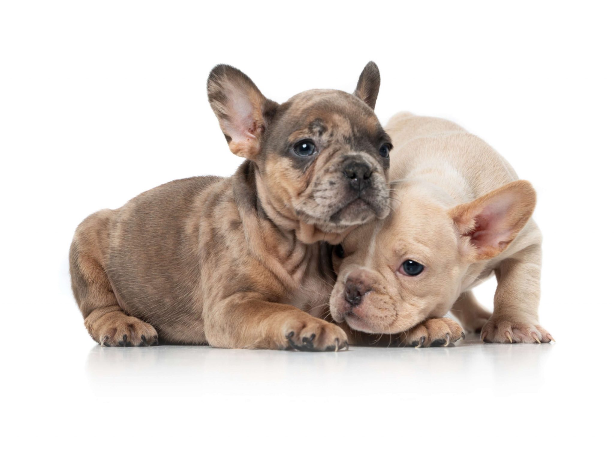 French Bulldog Cherry Eye Explained - Causes & How To Treat