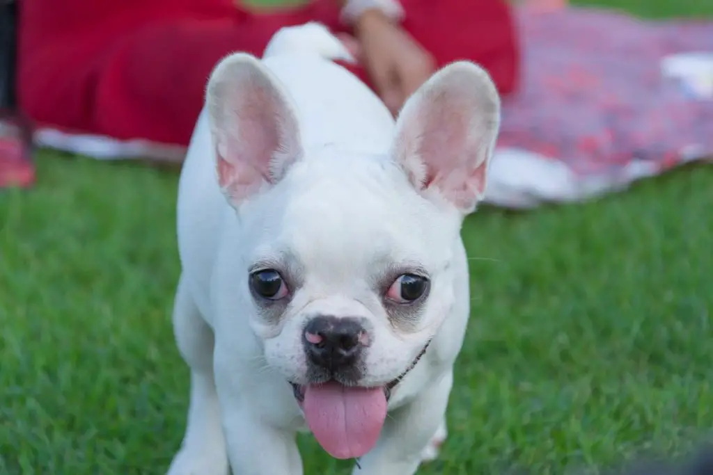 Everything You Need To Know About Albino French Bulldogs - Frenchie Journey