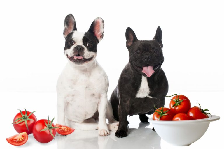 Breeding French Bulldogs: A Comprehensive Guide - Frenchie Journey