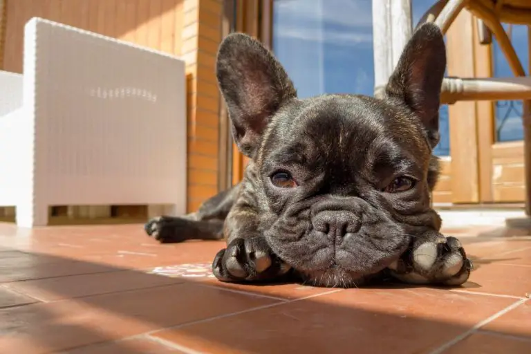 Grey French Bulldog: Everything To Know - Frenchie Journey