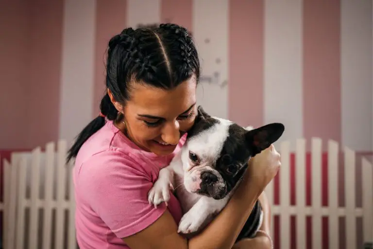 French Bulldog Cherry Eye Explained - Causes & How To Treat