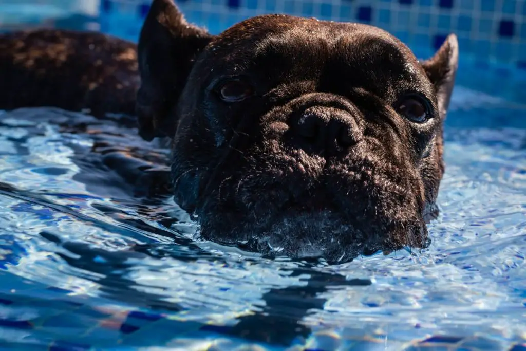 Overheating Frenchie? 15 Simple Ways To Cool Down A French Bulldog ...