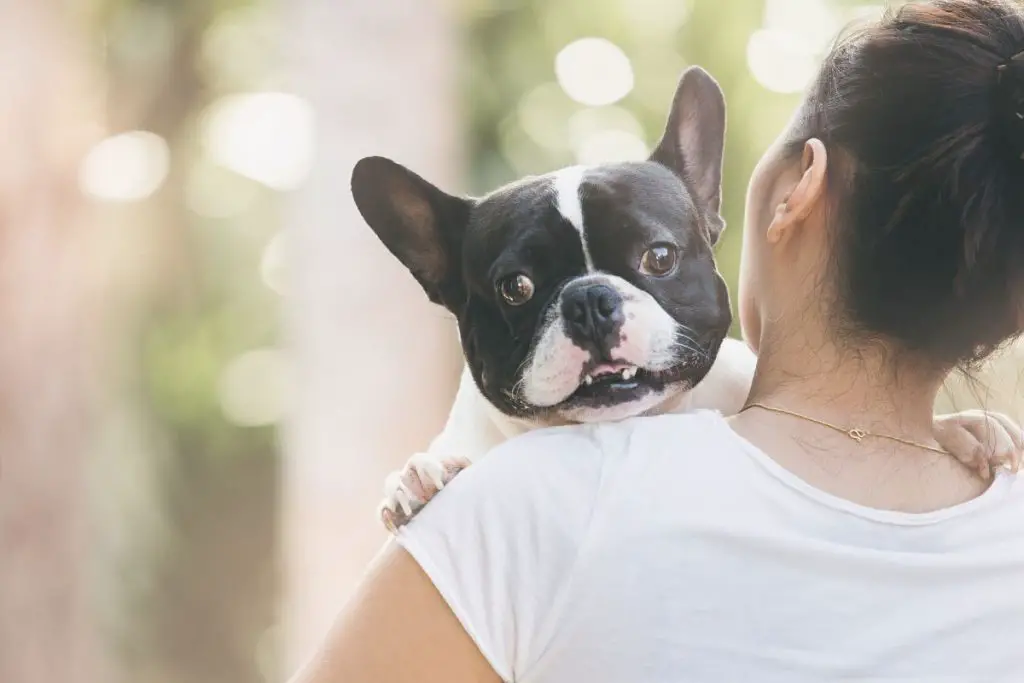 10 Signs Your Frenchie Is Happy - Frenchie Journey