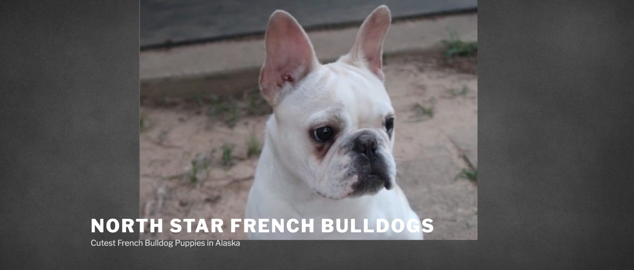 French Bulldog Breeders in Alaska: Your Trusted Guide - Frenchie Journey