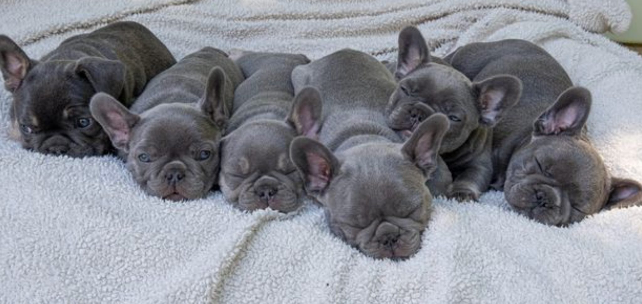 Grey French Bulldog: Everything To Know - Frenchie Journey
