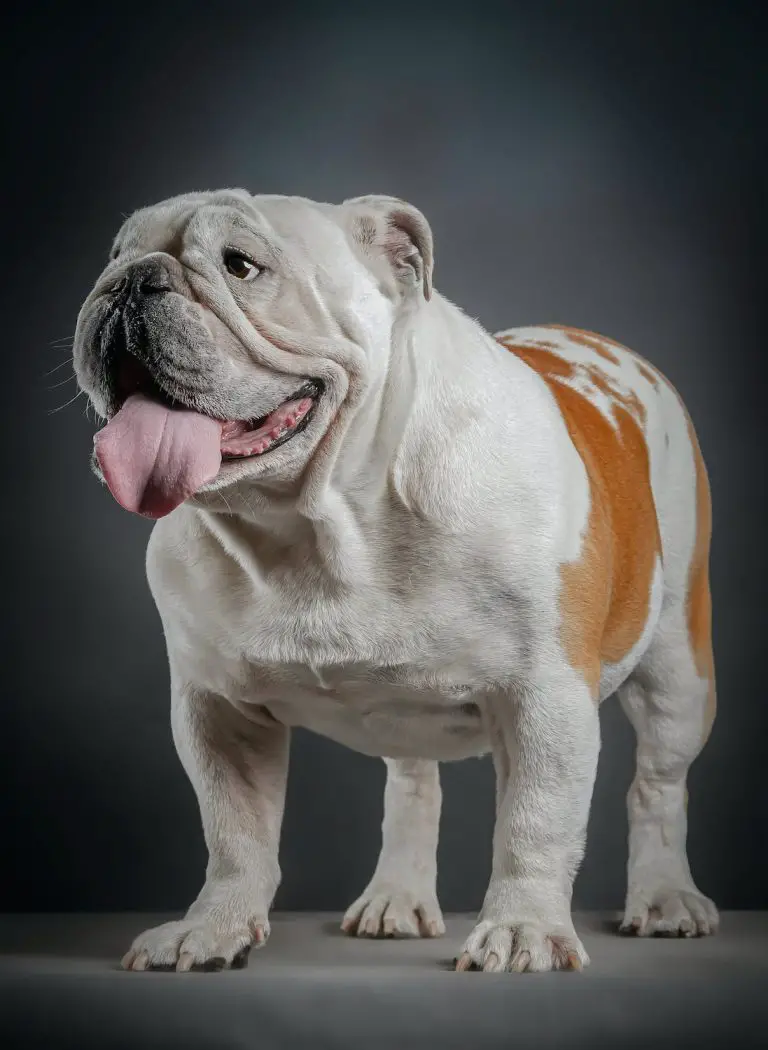 7 Dog Breeds that Look Like French Bulldogs - Frenchie Journey