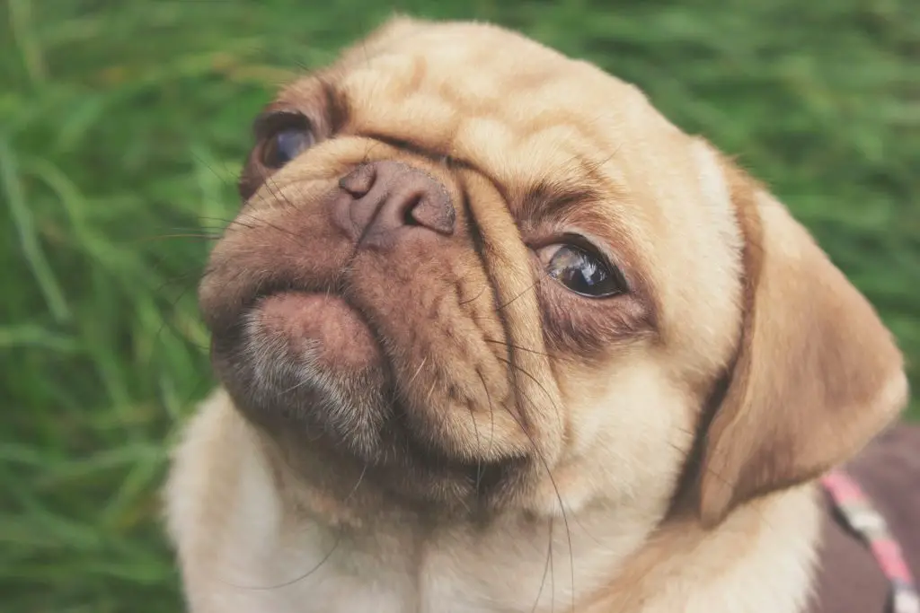 17 Popular Flat-Faced Dog Breeds - Frenchie Journey